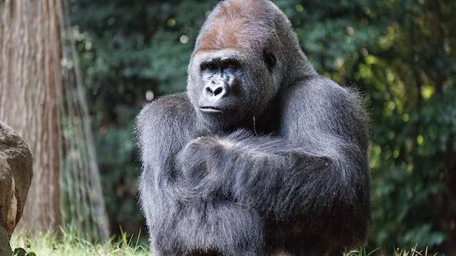 Guide to Gorilla, Man, Gun - SimplyFunGames